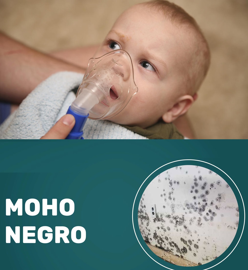 Moho en el hogar: Identificar y tratar el problema para evitar ...